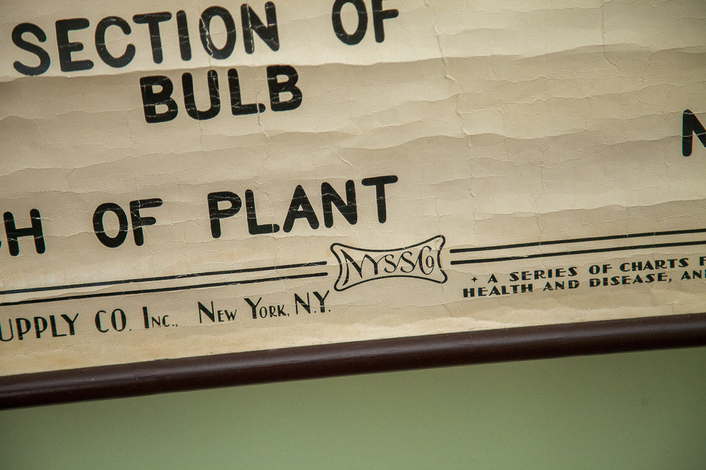 Vintage 1947 Tulip Science Chart – Item #1435