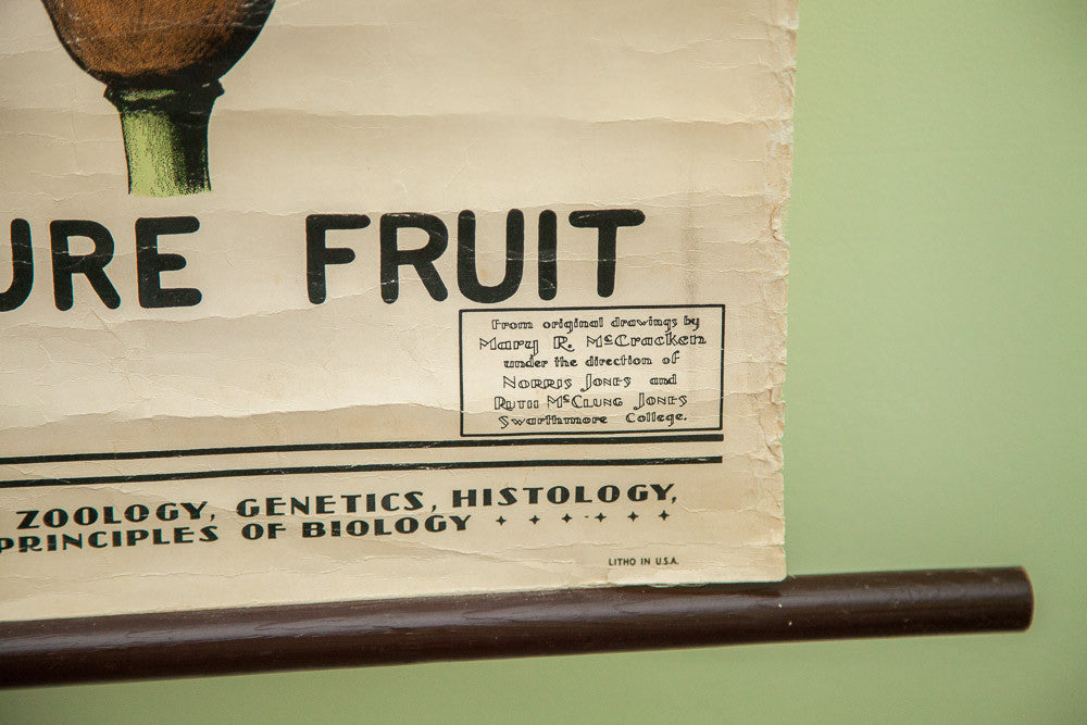 Vintage 1947 Tulip Science Chart – Item #1435