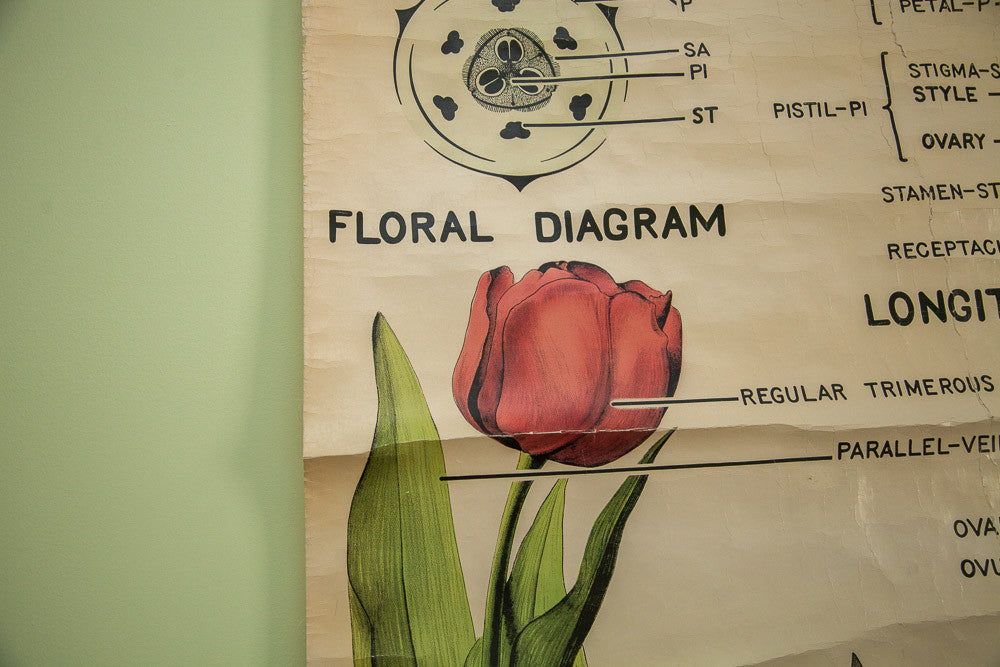 Vintage 1947 Tulip Science Chart