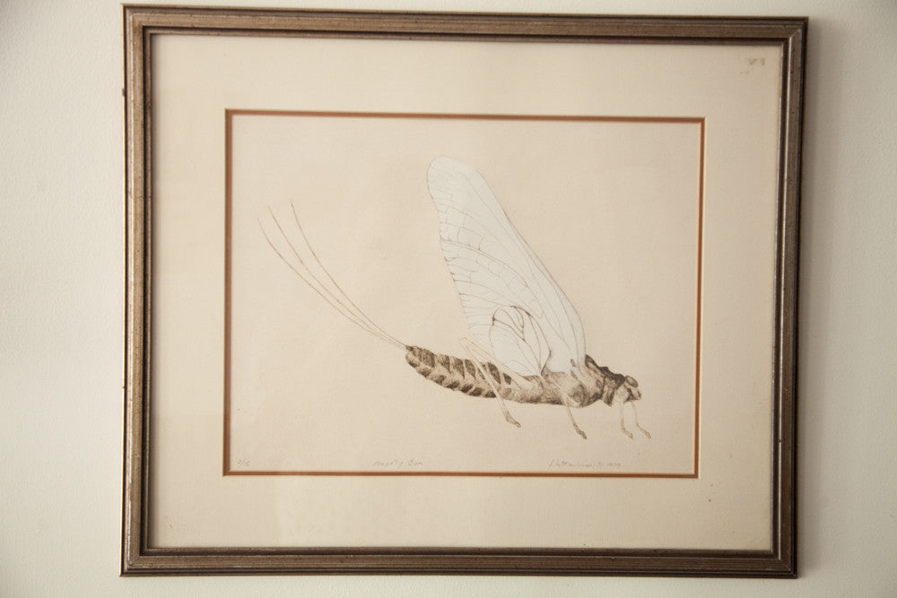 mayfly drawing big