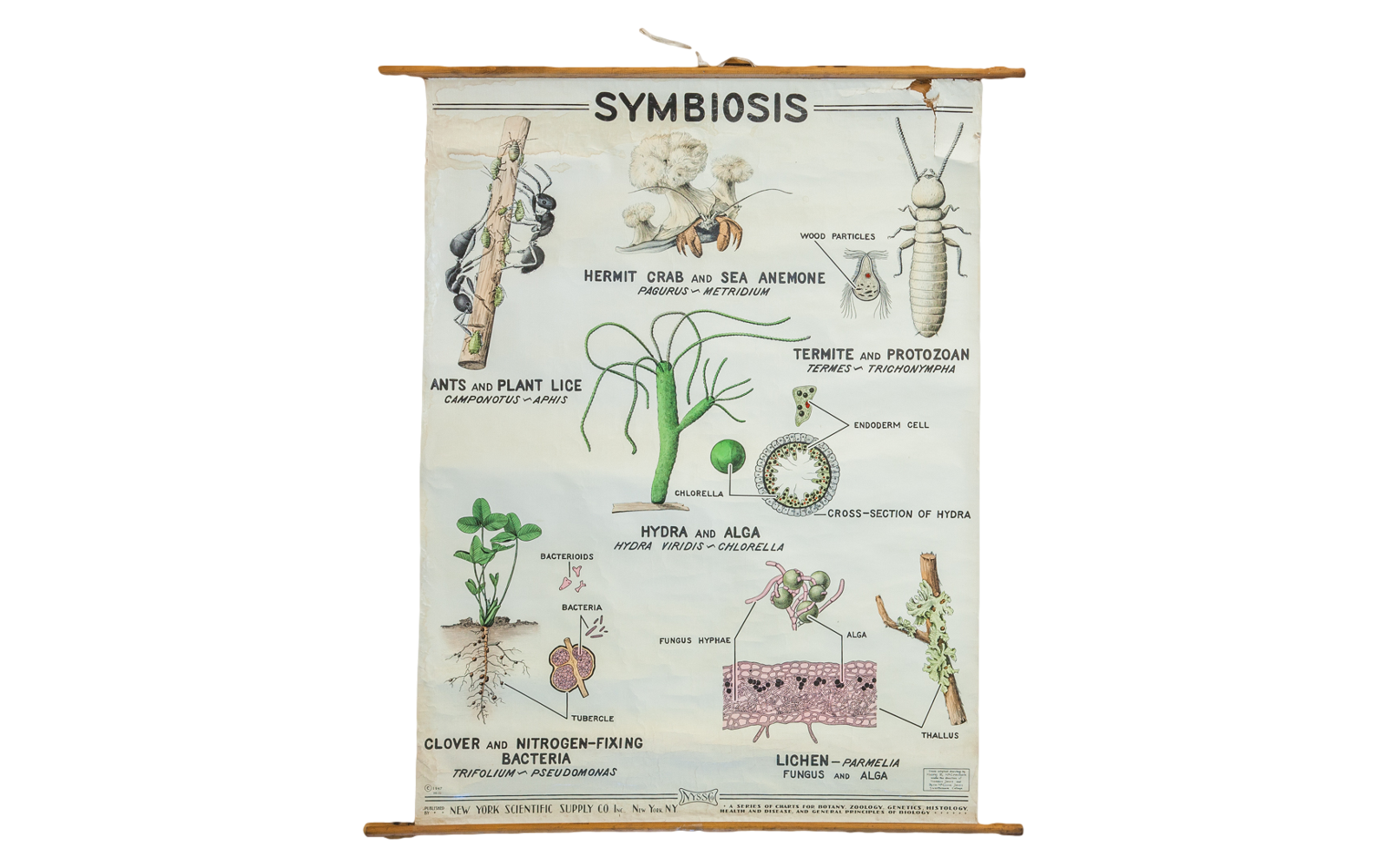 Vintage 1940s Pull Down Science Chart of Symbiosis