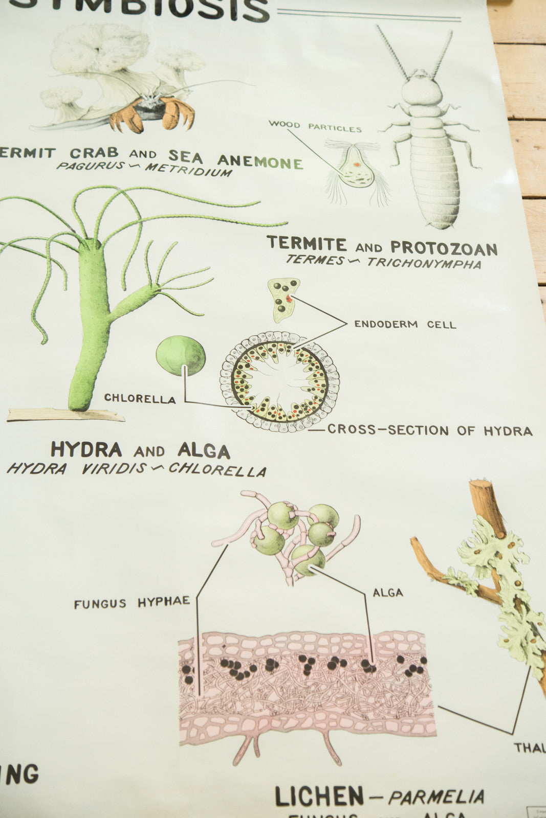 Vintage 1960s Pull Down Science Chart of Symbiosis