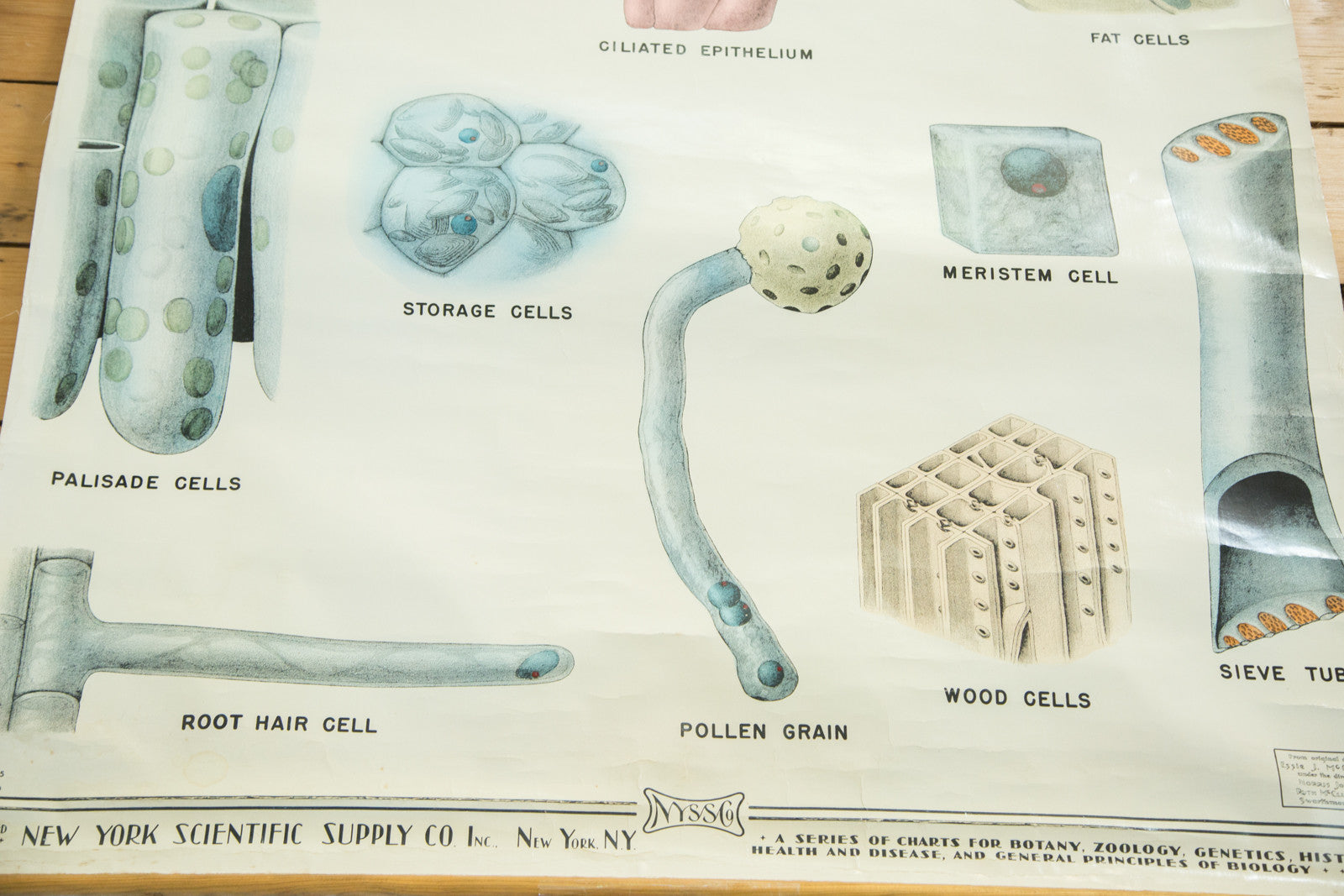 Vintage Classroom Pull Down Science Chart of Typical Cells – Item #2014