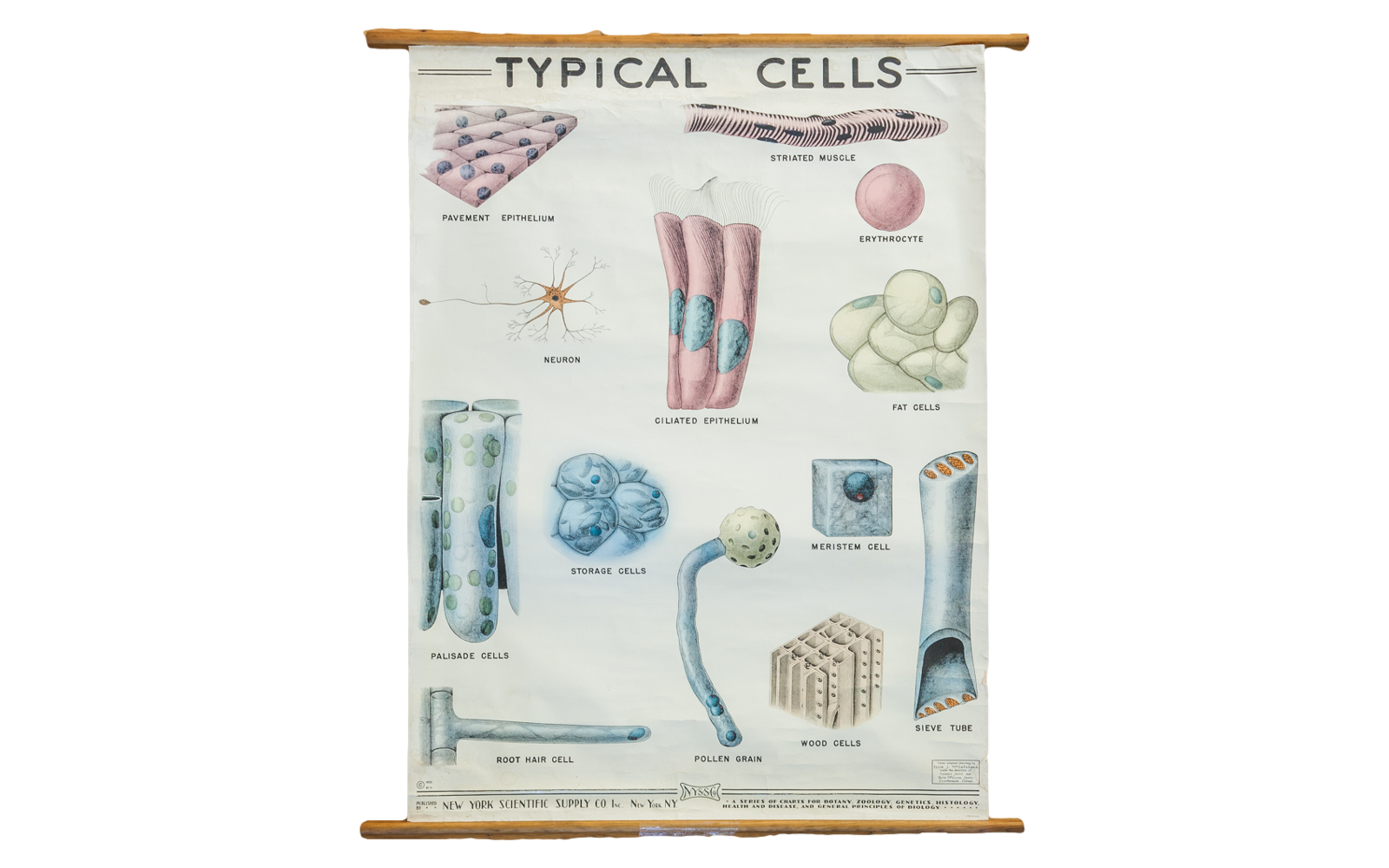 Vintage Classroom Pull Down Science Chart of Typical Cells