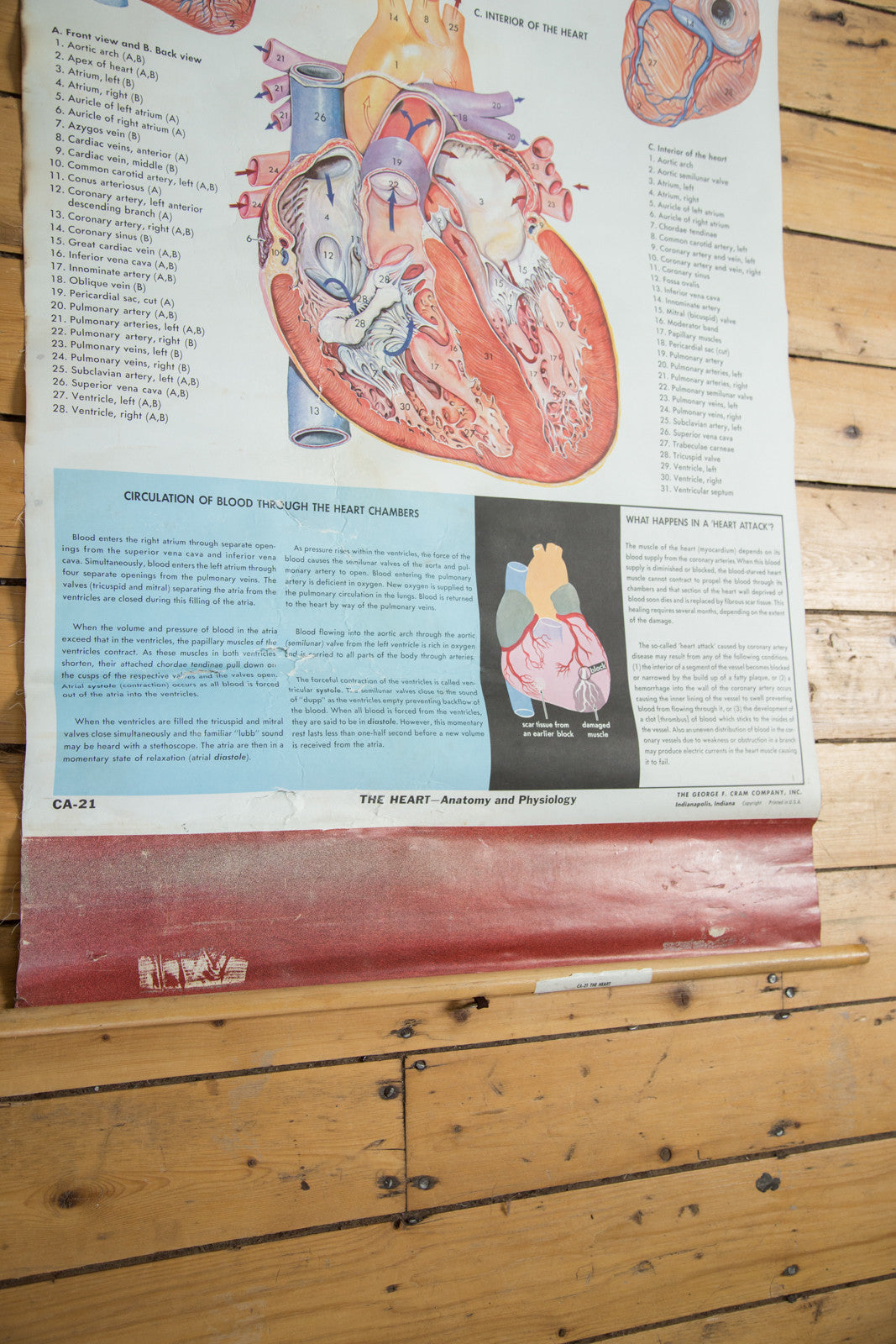 Mid Century Vintage Heart Cram's Science Chart – Item #2319