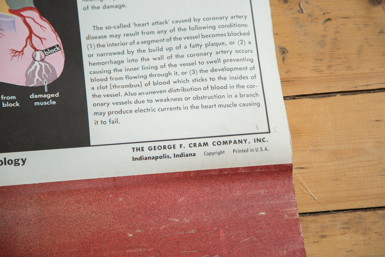 Mid Century Vintage Heart Cram's Science Chart