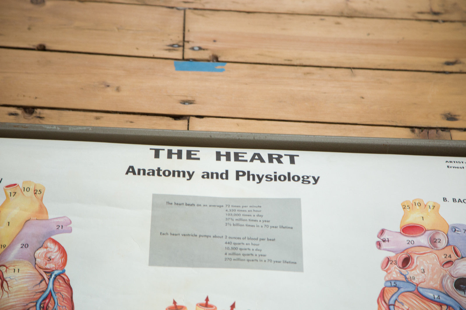 Mid Century Vintage Heart Cram's Science Chart