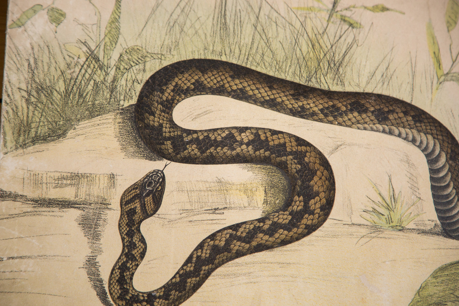 Vintage School Graphic Chart Snakes