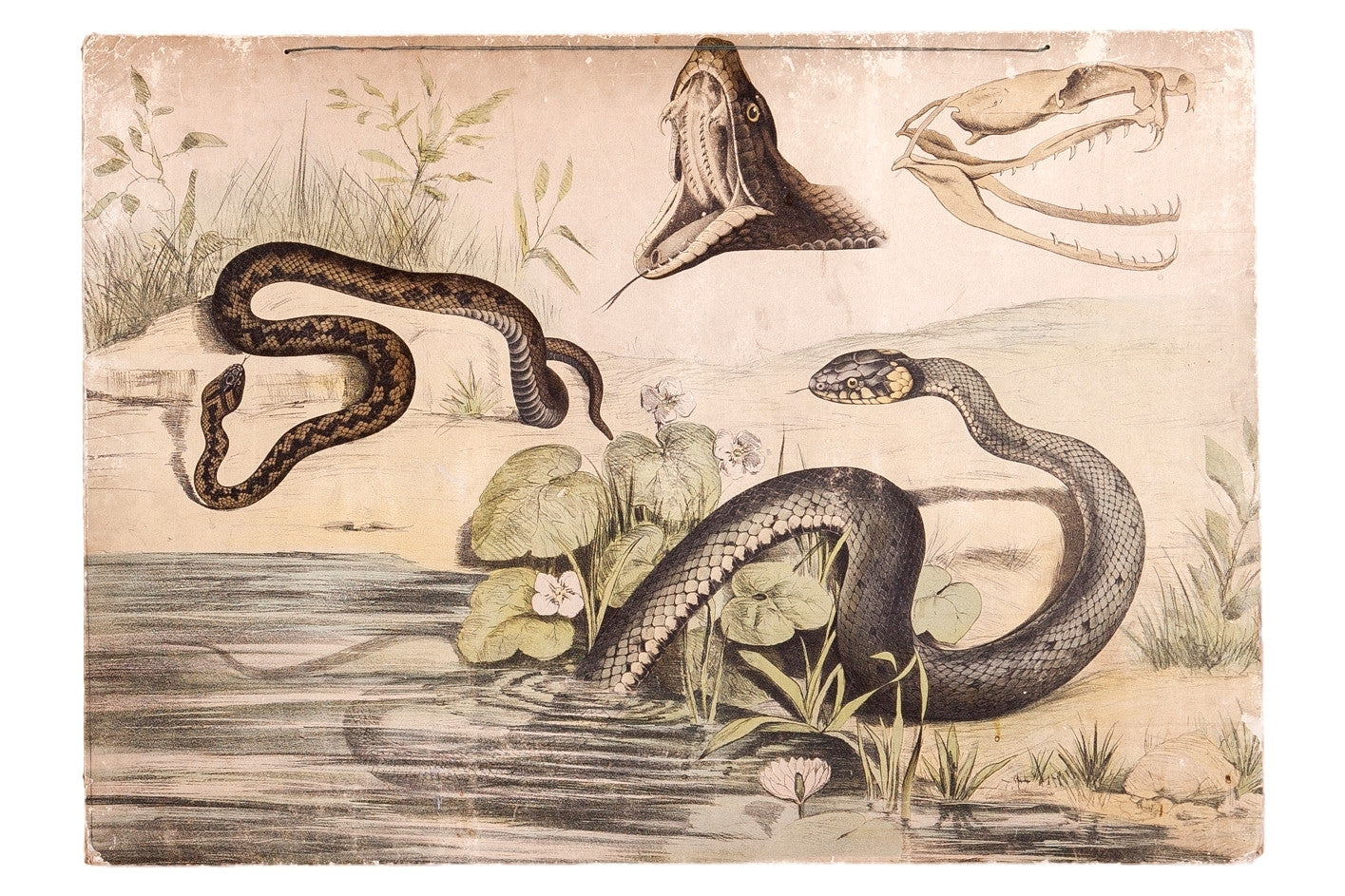 Vintage School Graphic Chart Snakes