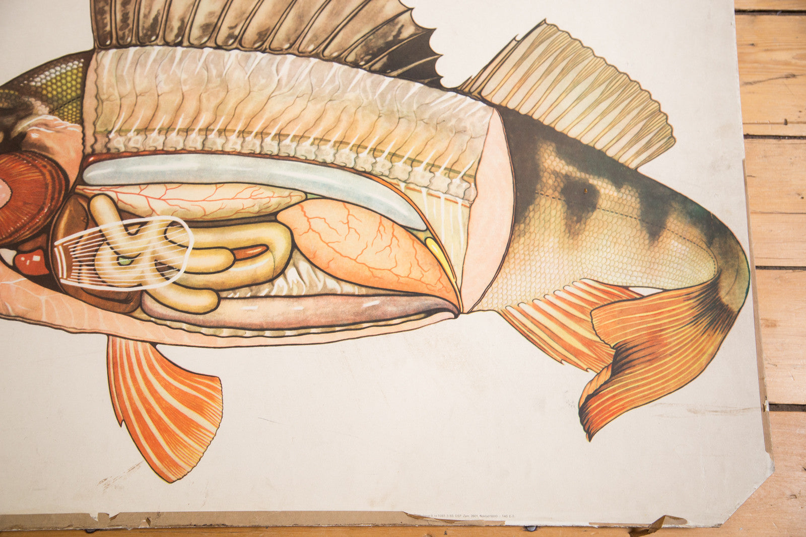 Vintage School Fish Diagram