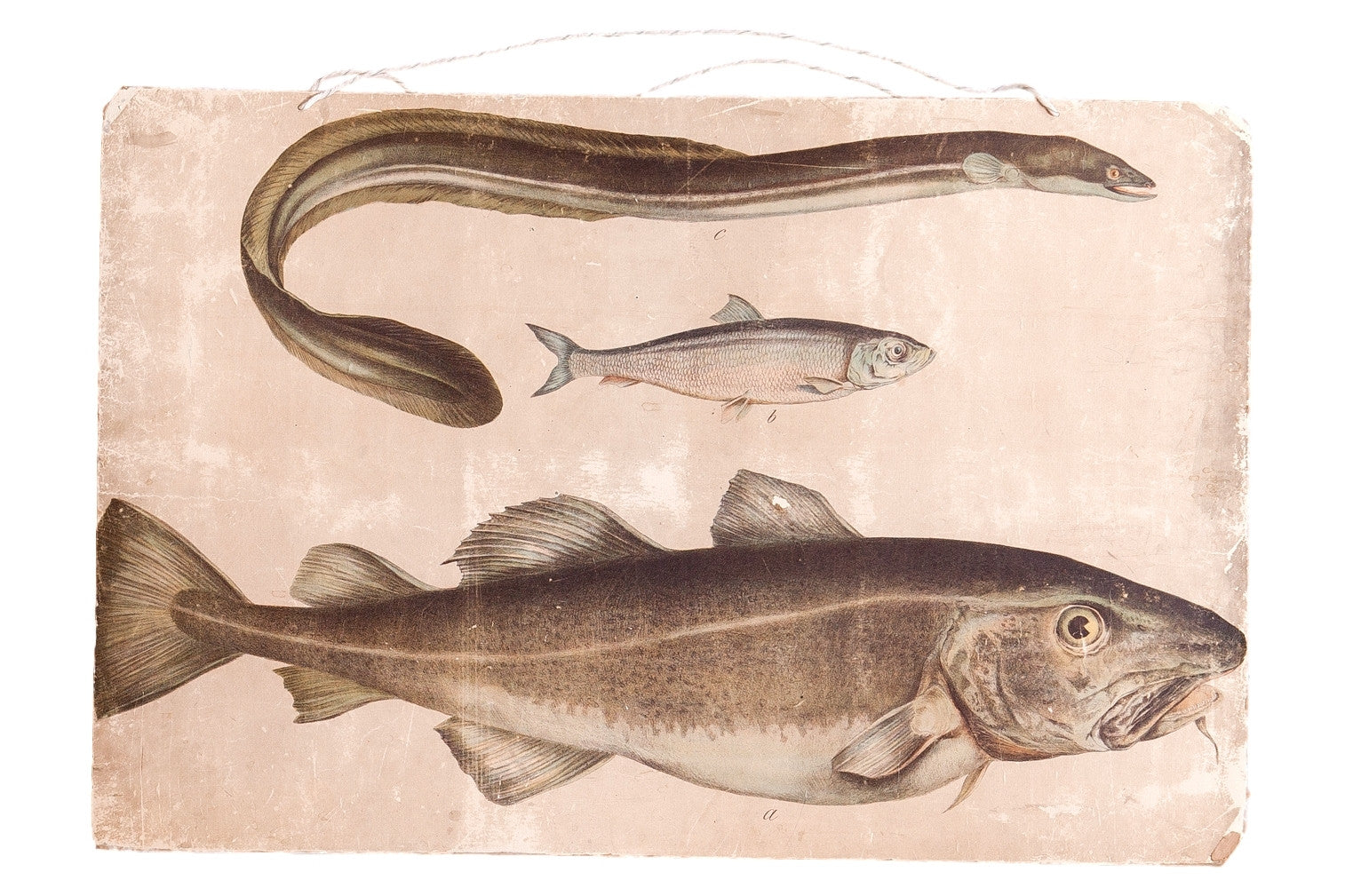 Vintage Fish School Chart 3162 :: ONH Wall Art
