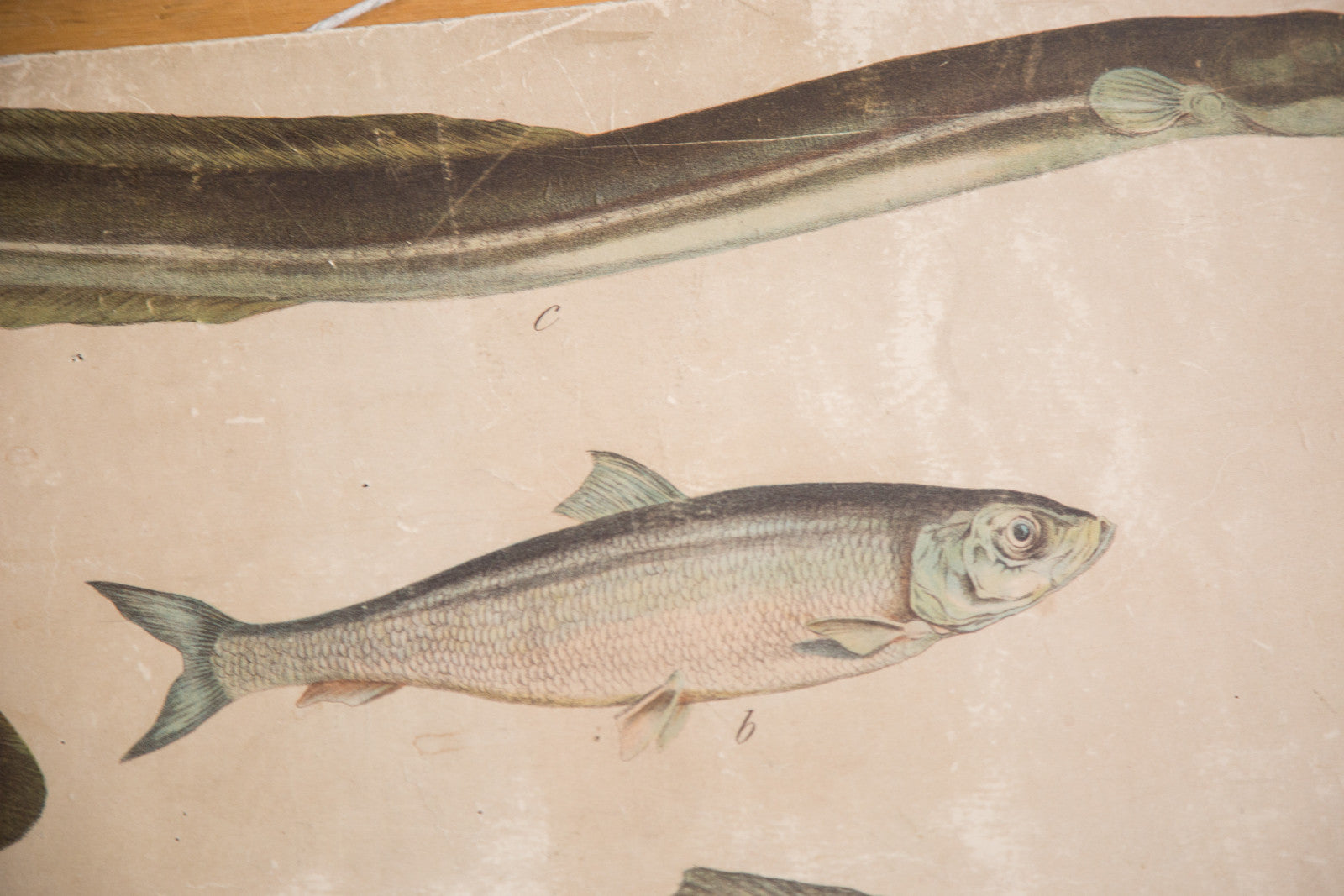 Vintage Fish School Chart 3162 :: ONH Wall Art