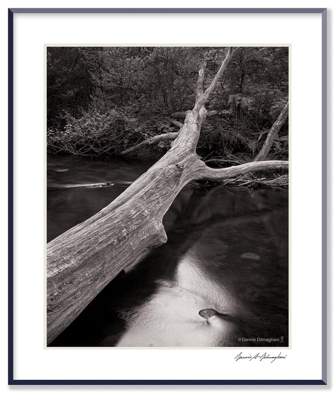 Ansel Adams Fallen Tree